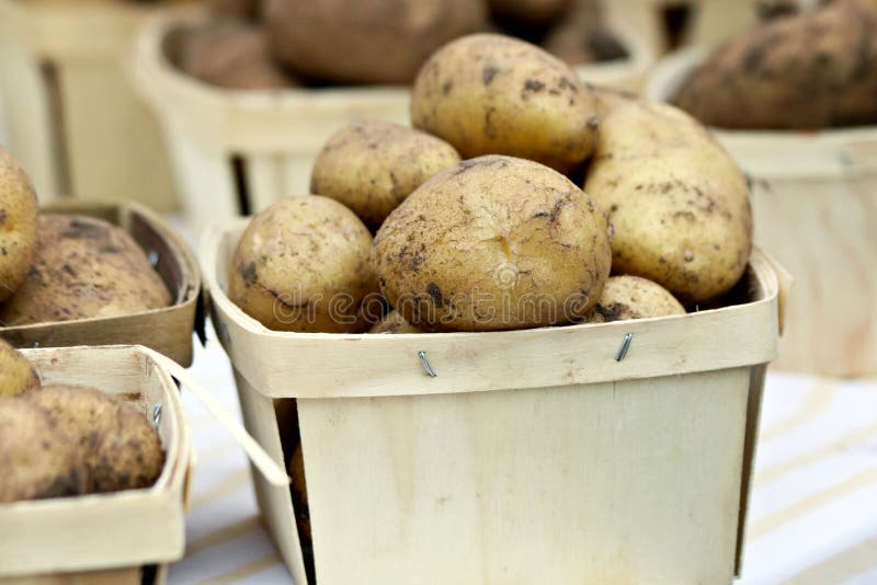 Russet Potatoes stock photo. Image of peel, diet, market - 21224676