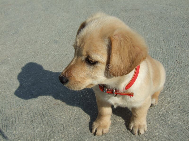Russet puppy stock photo. Image of doggy, gift, pedigree - 27206224