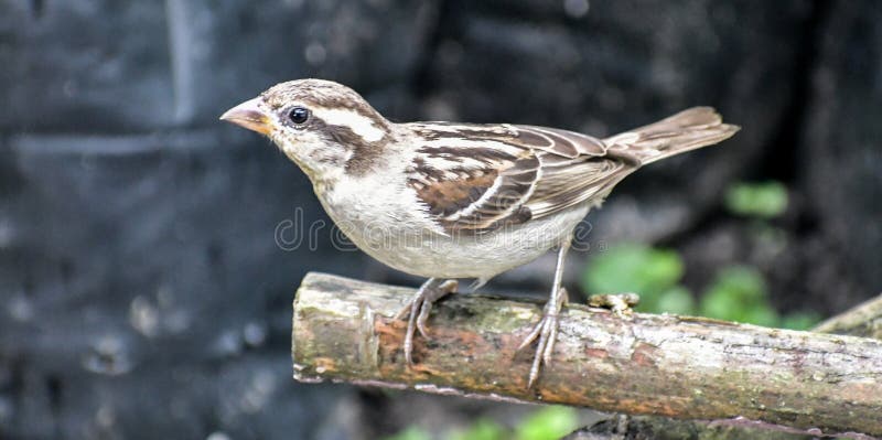 Russet Sparrow - Indian Birds Stock Photo - Image of birds, passerine ...