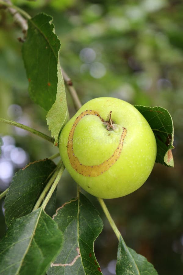 Russeted apple stock photo. Image of color, fresh, russeting - 229477548