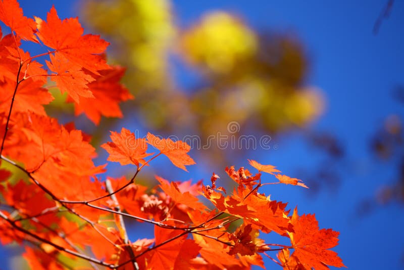 Russia. Autumn. 31 stock photo. Image of selective, maple - 7237934
