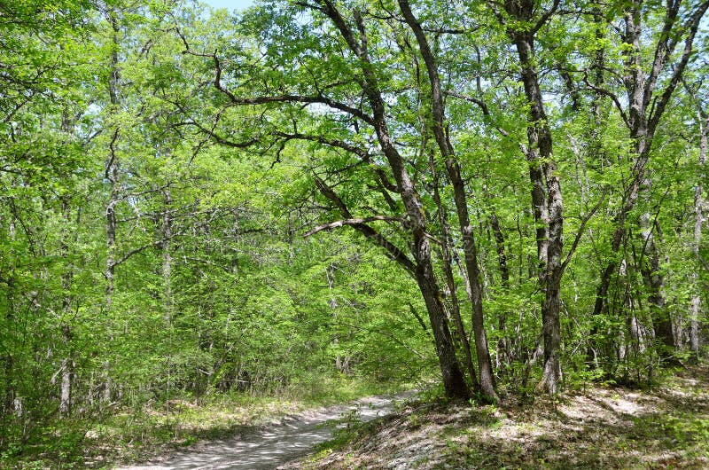 Russia, the Crimean Forest in Spring on the Slope of Mangup Mount Stock ...