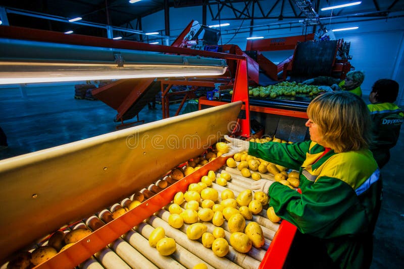 Vegetable Factory - Potato Sorting, Processing and Packing Editorial ...