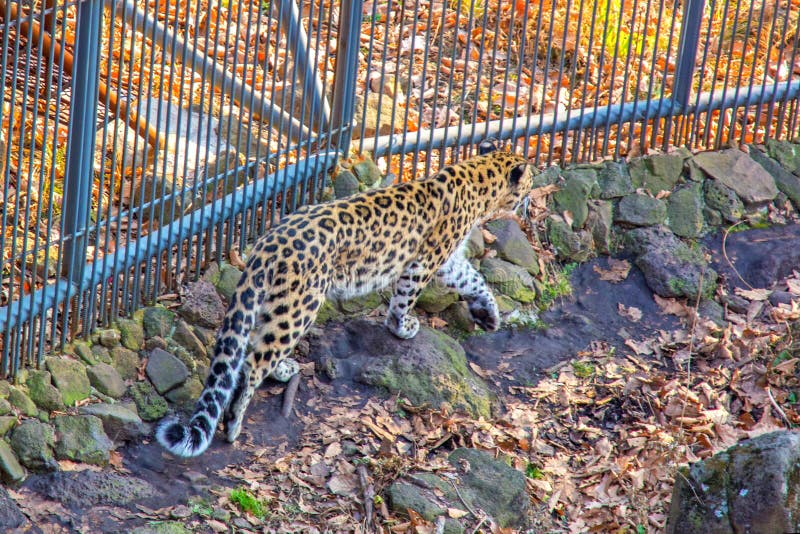 Russia, Primorskiy Leopard. Big Spotted Cat Stock Image - Image of ...