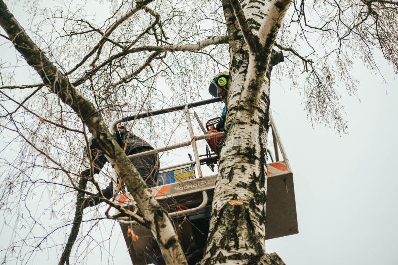 An Arborist in an Automatic Cradle at a Height Prunes a Tree. Editorial ...