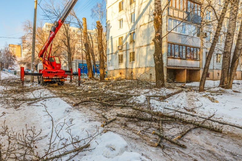 Sanitary Pruning of Trees. Samara Editorial Stock Image - Image of ...