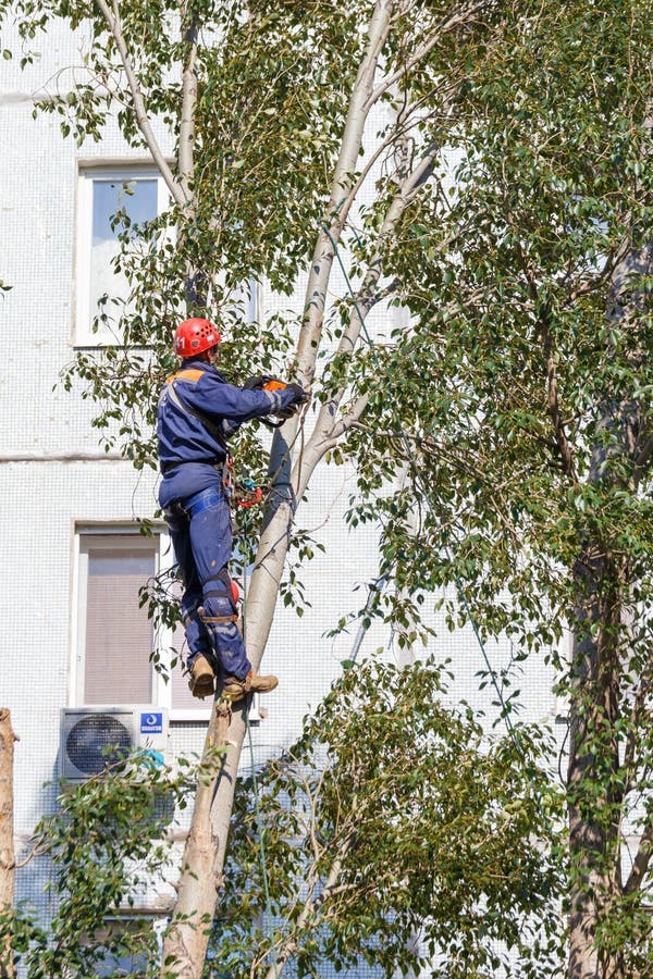 The Worker Climbed High on a Tree and with the Help of a Chainsaw Cut ...