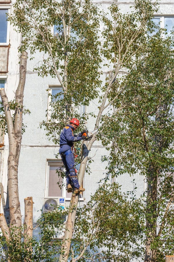 The Worker Climbed High on a Tree and with the Help of a Chainsaw Cut ...