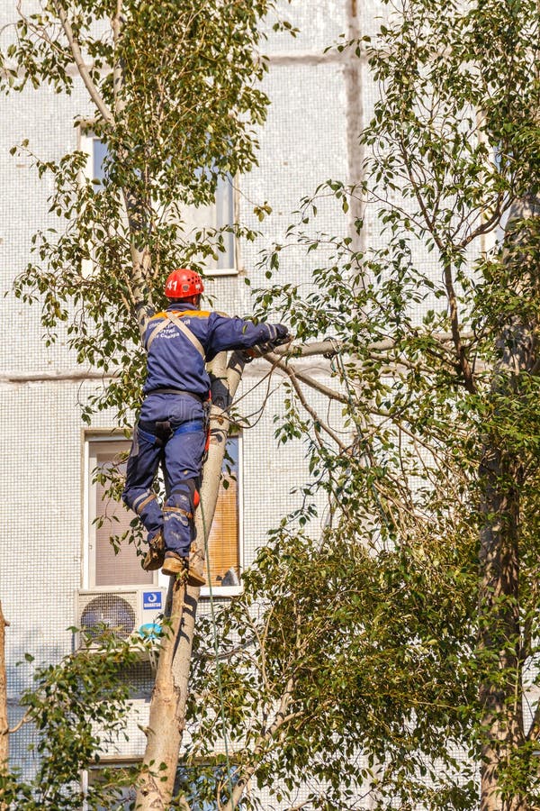The Worker Climbed High on a Tree and with the Help of a Chainsaw Cut ...