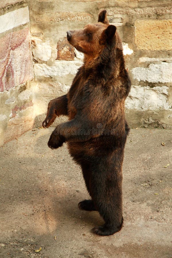 Russian bear stock image. Image of russia, danger, dangerous - 3024237