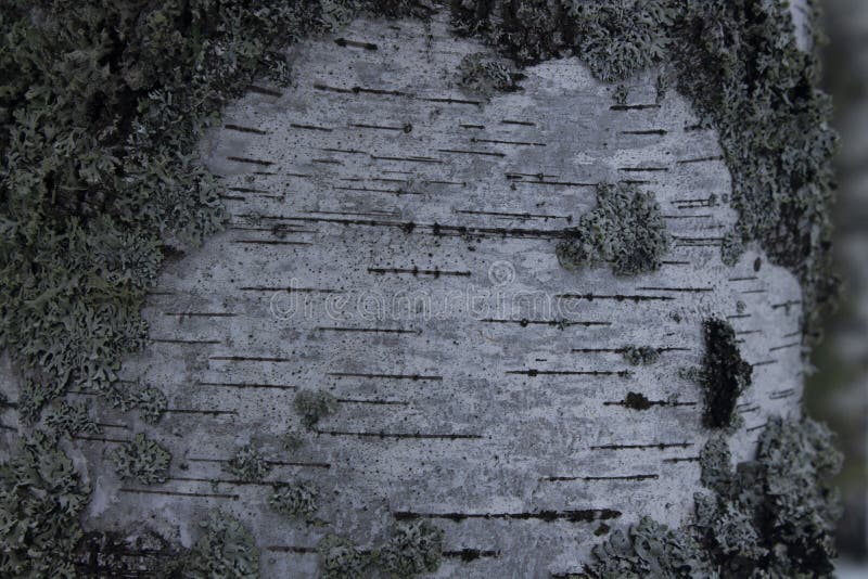 Russian Birch Close-up, Birch Bark Covered Moss Stock Image - Image of ...