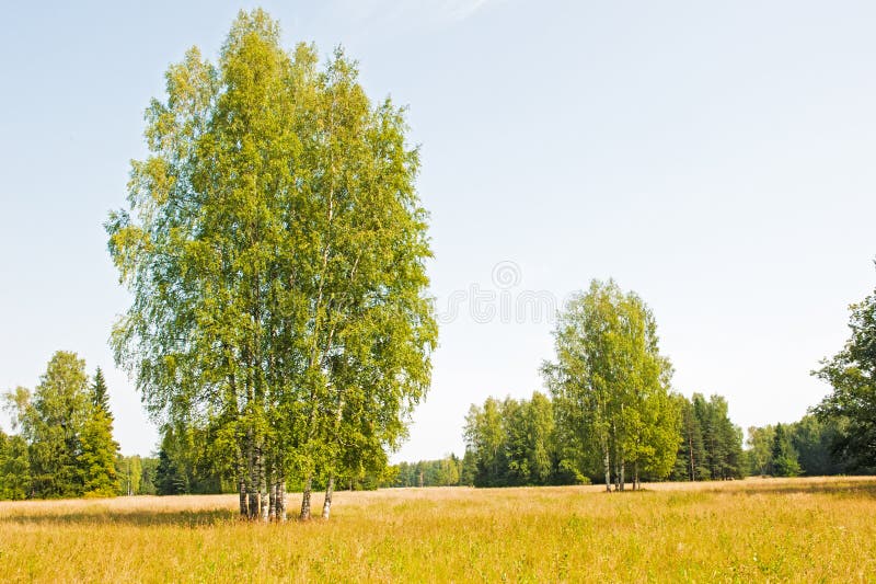 Russian Birch Tree Standing Alone Stock Image - Image of scenics ...