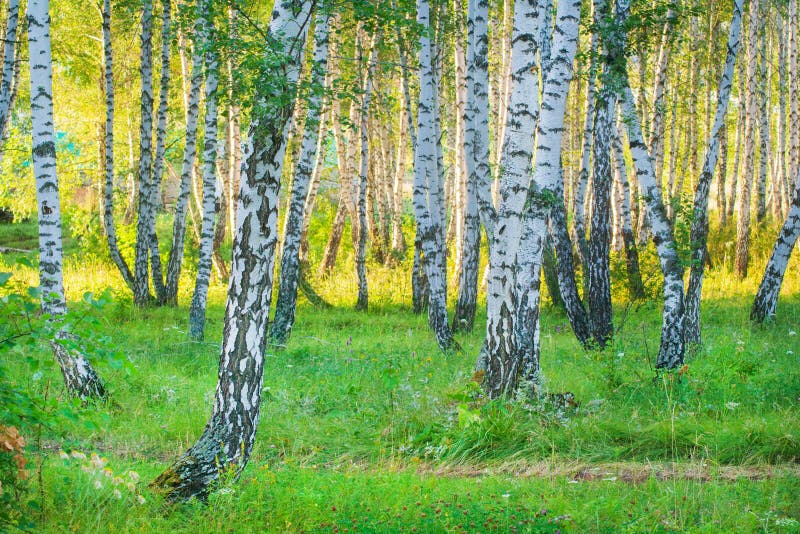 Russian Birch Forest in Summer. Stock Image - Image of field, glade ...