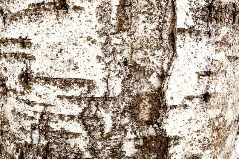 Russian Birch Tree Background Texture Stock Photo - Image of organic ...