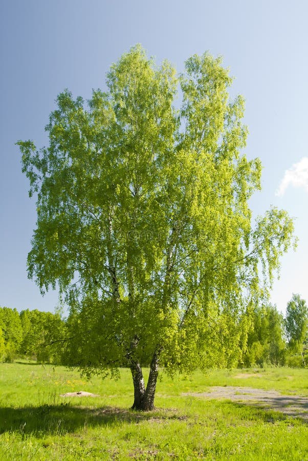 Russian Birch Tree Standing Alone Stock Image - Image of scenics ...