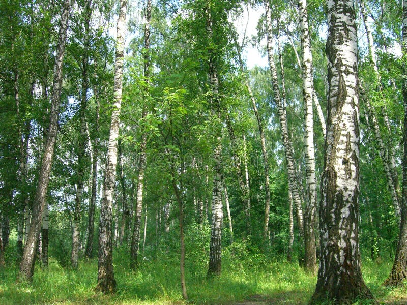 Russian Birch Trees in the Forest. Stock Photo - Image of springtime ...
