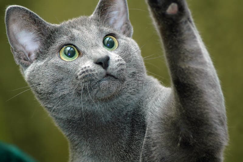 Scottish fold cat stock photo. Image of spotty, beautiful - 4369914