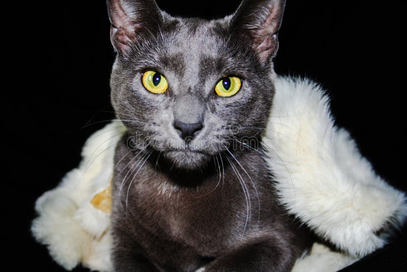 Russian Rabbit Holding Carrot In Mouth Against White Background Stock ...
