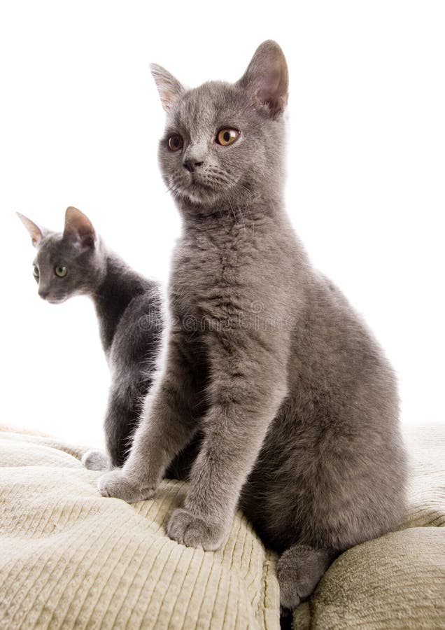 Russian Blue & British Shorthair Cats Stock Image - Image of shorthair ...