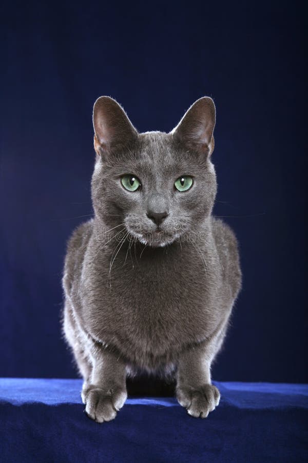 Russian Blue cat stock photo. Image of lying, eyes, pure - 14175326