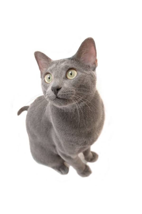 Russian blue cat stock photo. Image of curious, tiny, eyes - 1625522