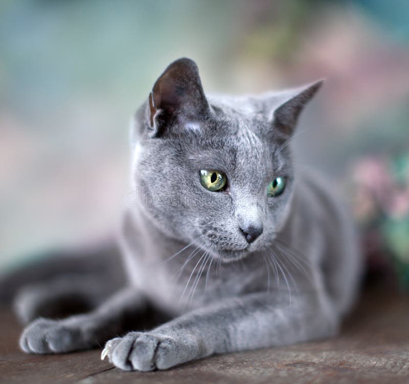 Russian Blue Cat stock image. Image of lying, tail, play - 16742061