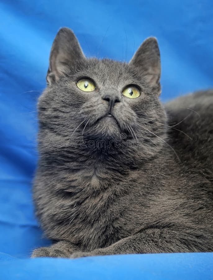Russian blue cat stock image. Image of cute, breed, pretty - 37902171