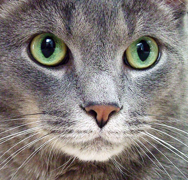 Russian Blue Cat stock photo. Image of face, loving, friend - 80146