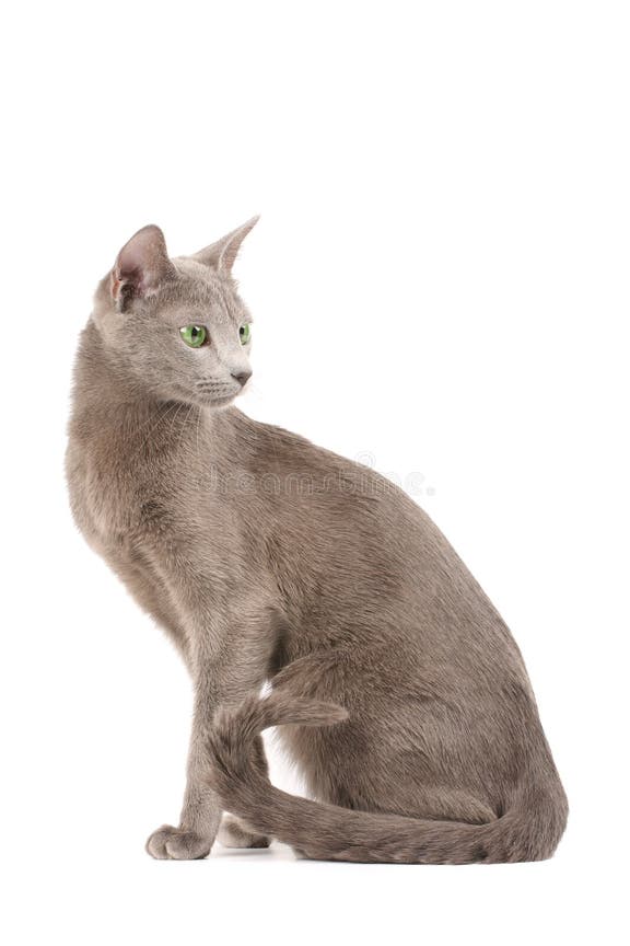 2,619 Beautiful Russian Grey Cat Stock Photos - Free & Royalty-Free ...