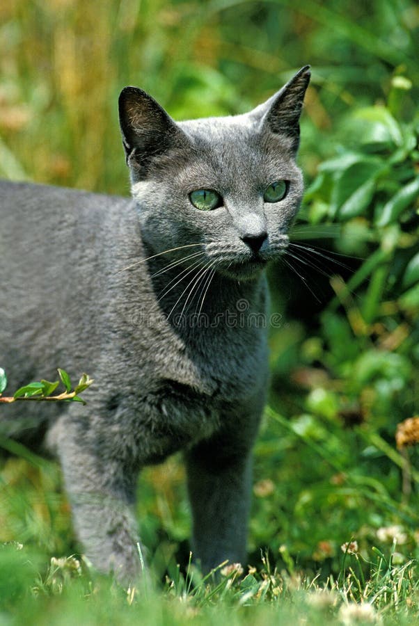 Russian Blue Cat, Adult Standing on Grass Stock Image - Image of ...