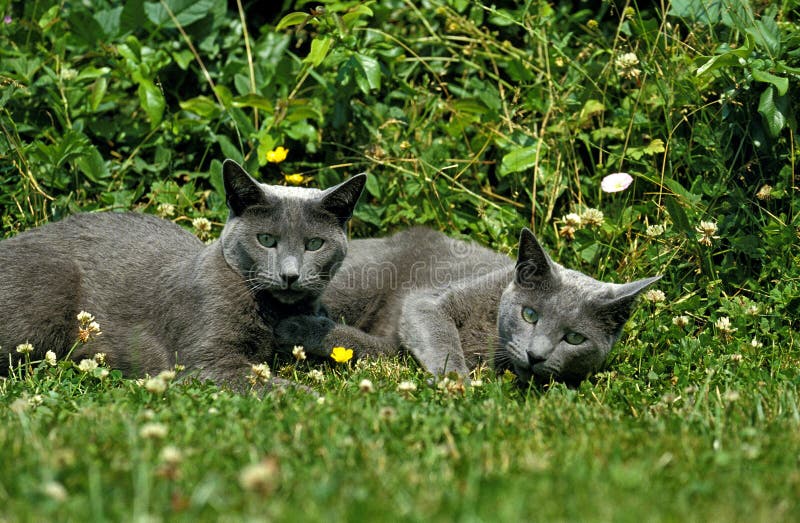 Russian Blue Cat, Adults Laying on Grass Stock Photo - Image of color ...