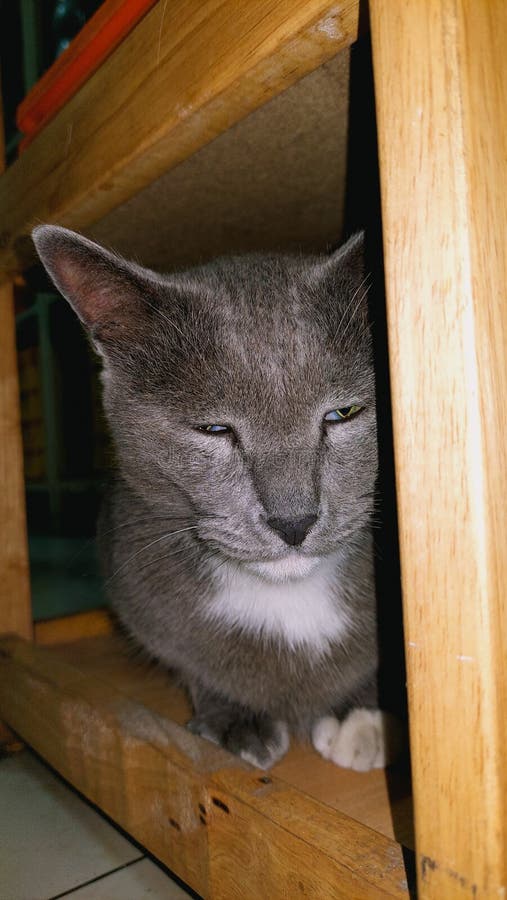 Russian Blue Cat or Angry Cat Stock Image - Image of coat, mammal ...