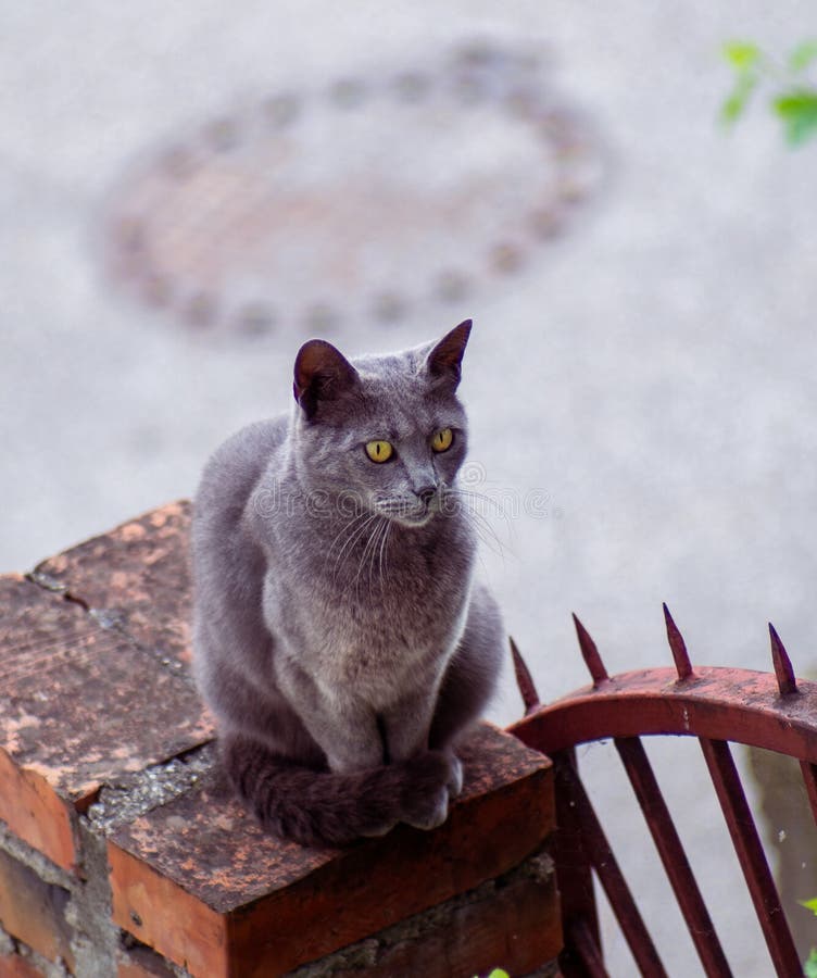 Russian Blue Cat with Bright Yellow Eyes Standing on a Brick Pillar ...