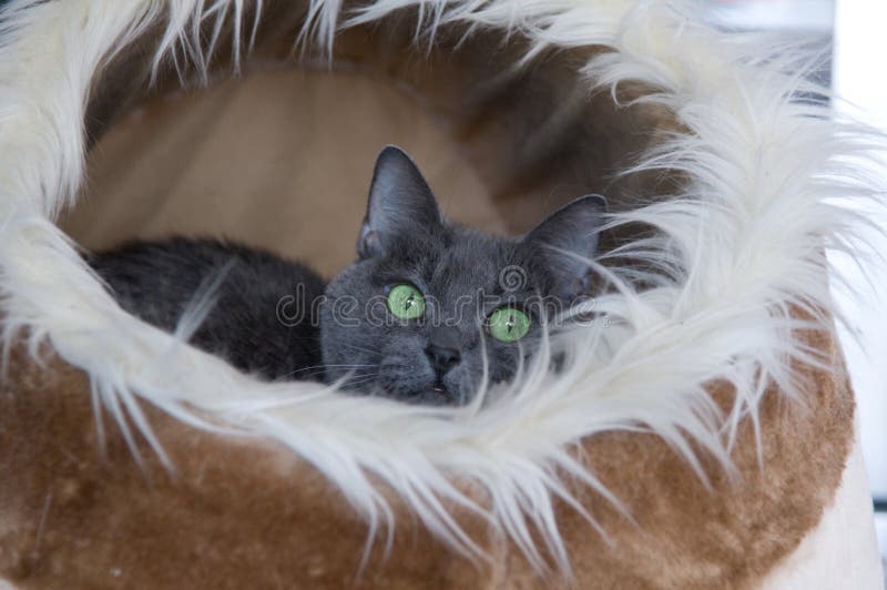 Russian Blue Cat Cave Stock Photos - Free & Royalty-Free Stock Photos ...