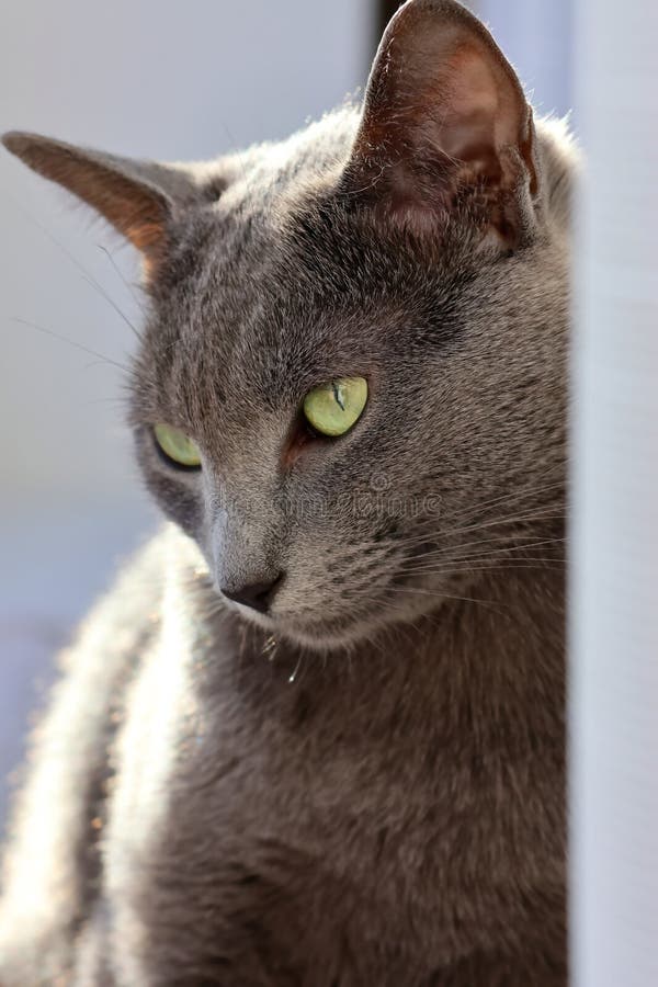 Russian Blue Cat with Emerald Eyes in the Rays of Sunlight. Stock Image ...