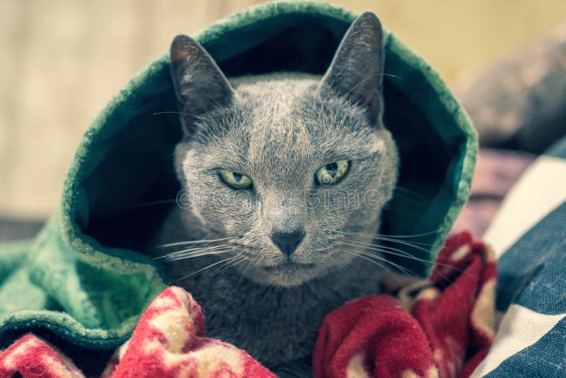 Russian Blue Cat Expressively Looking Out Under the Hood Stock Image ...