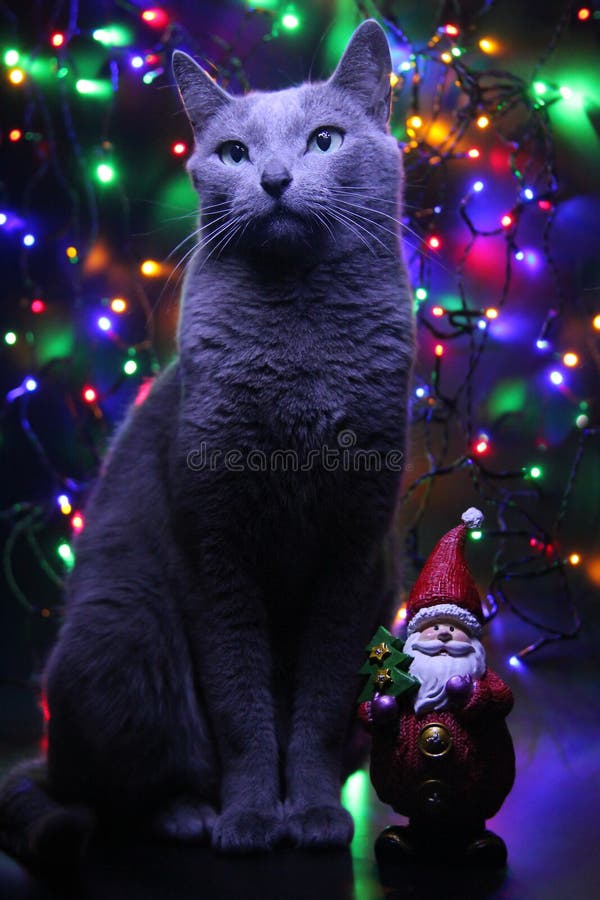 Russian Blue Cat with Figure of Santa Claus Stock Image - Image of ...