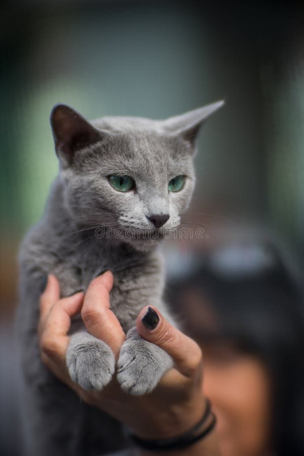 Russian blue cat stock image. Image of hands, head, blue - 86657545