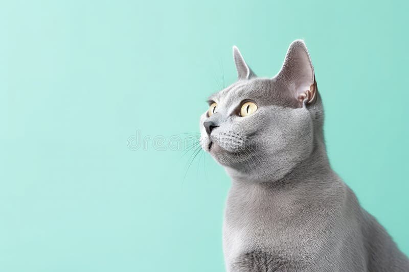 Russian Blue Cat on Mint Green Color Background. Generative AI Stock ...