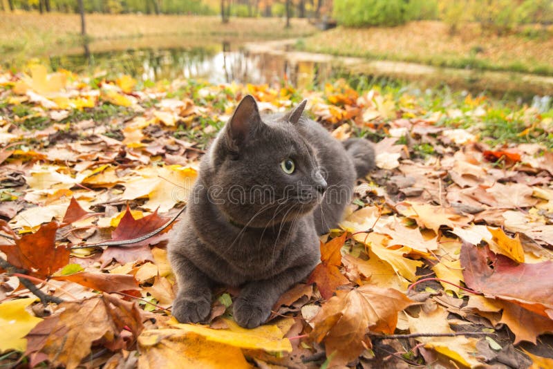 Russian blue cat outdoor stock image. Image of outdoor - 27221951