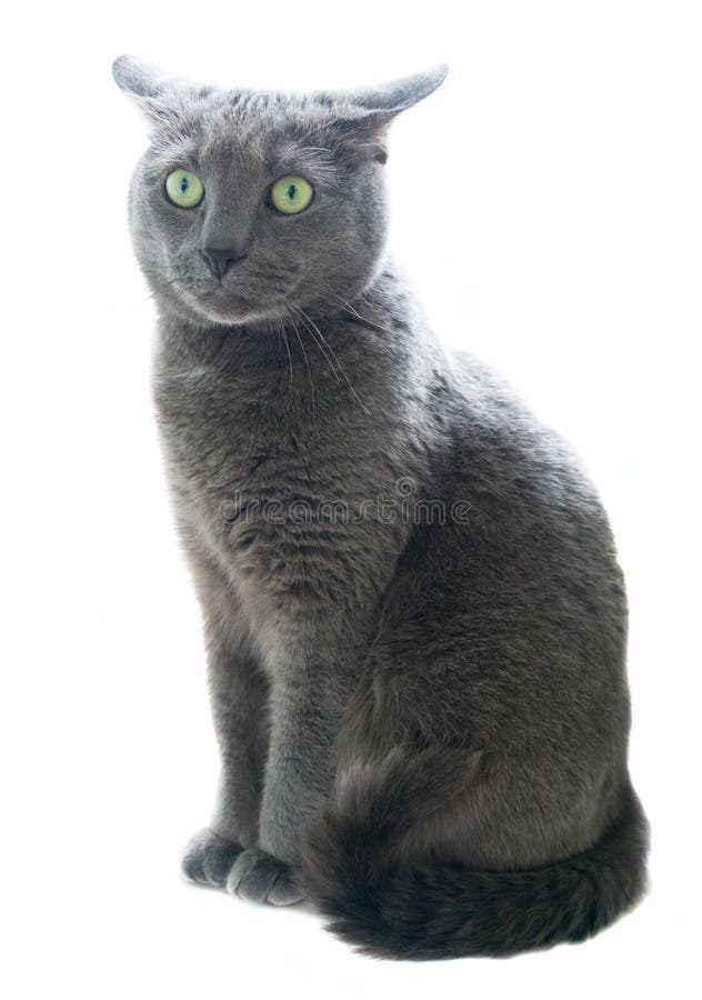 1,300 Russian Blue Cat White Background Photos - Free & Royalty-Free ...