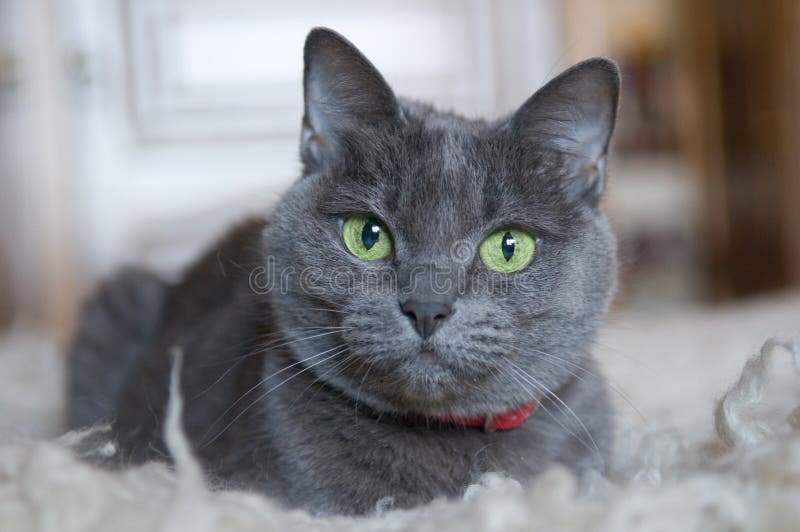 Russian blue Cat stock photo. Image of elegant, purebred - 28583708