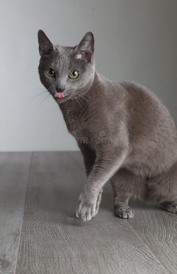 Russian Blue Cat stock image. Image of kitten, shorthair - 41996275