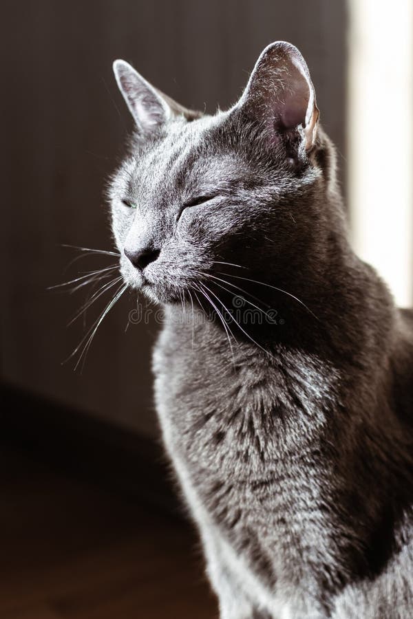 Russian Blue Cat is Sunbathing in the Room Stock Image - Image of ...