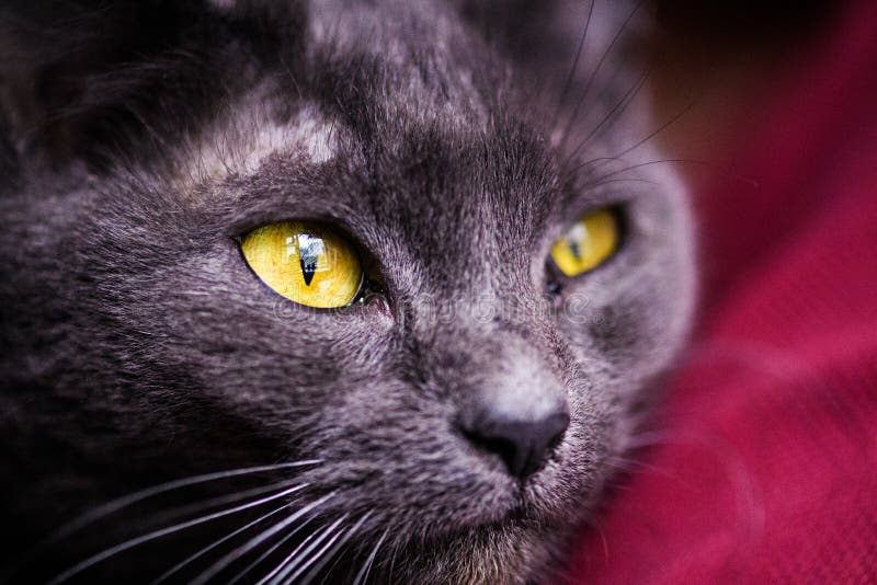 Russian Blue Cat, with Yellow Eyes Stock Image - Image of open, breed ...