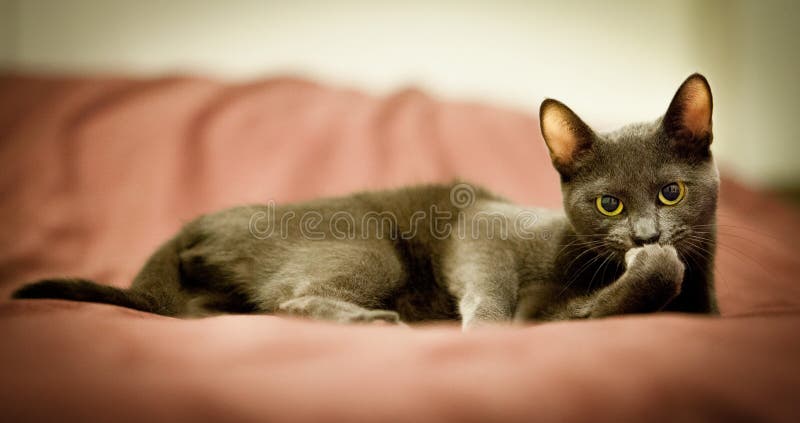 Cute Russian Blue Purebreed Cat Grooming Itself on Carpet Stock Image ...