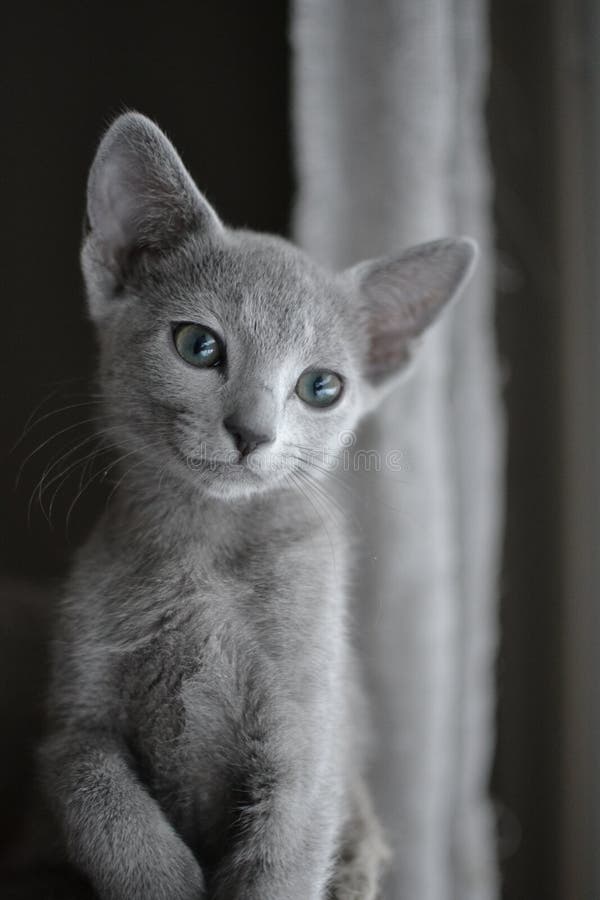Russian Blue kitten stock photo. Image of dreaming, grey - 55674892