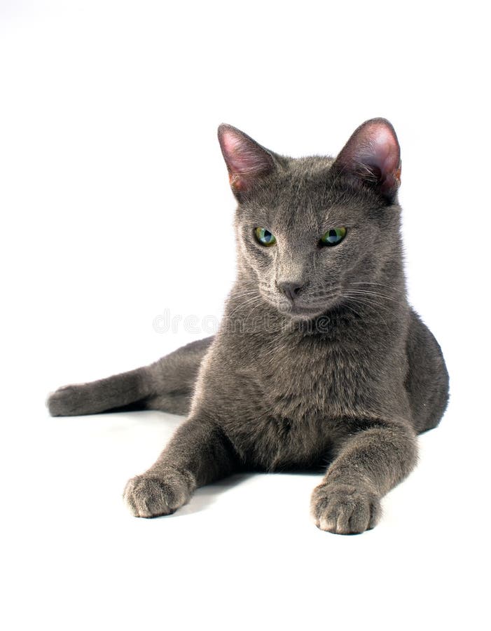 Russian Blue kitten stock image. Image of happy, expression - 22828525