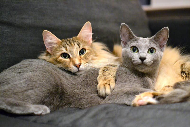 Russian Blue Tabby Cat