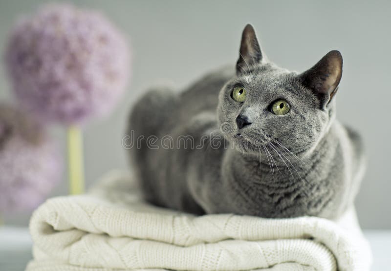 Studio Portrait of Purebred Russian Blue Stock Image - Image of classy ...